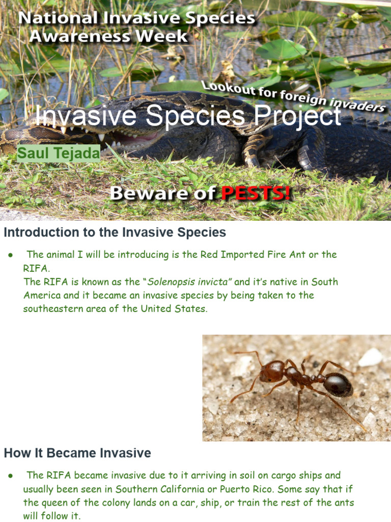 Saul's Invasive Species Project | PDF