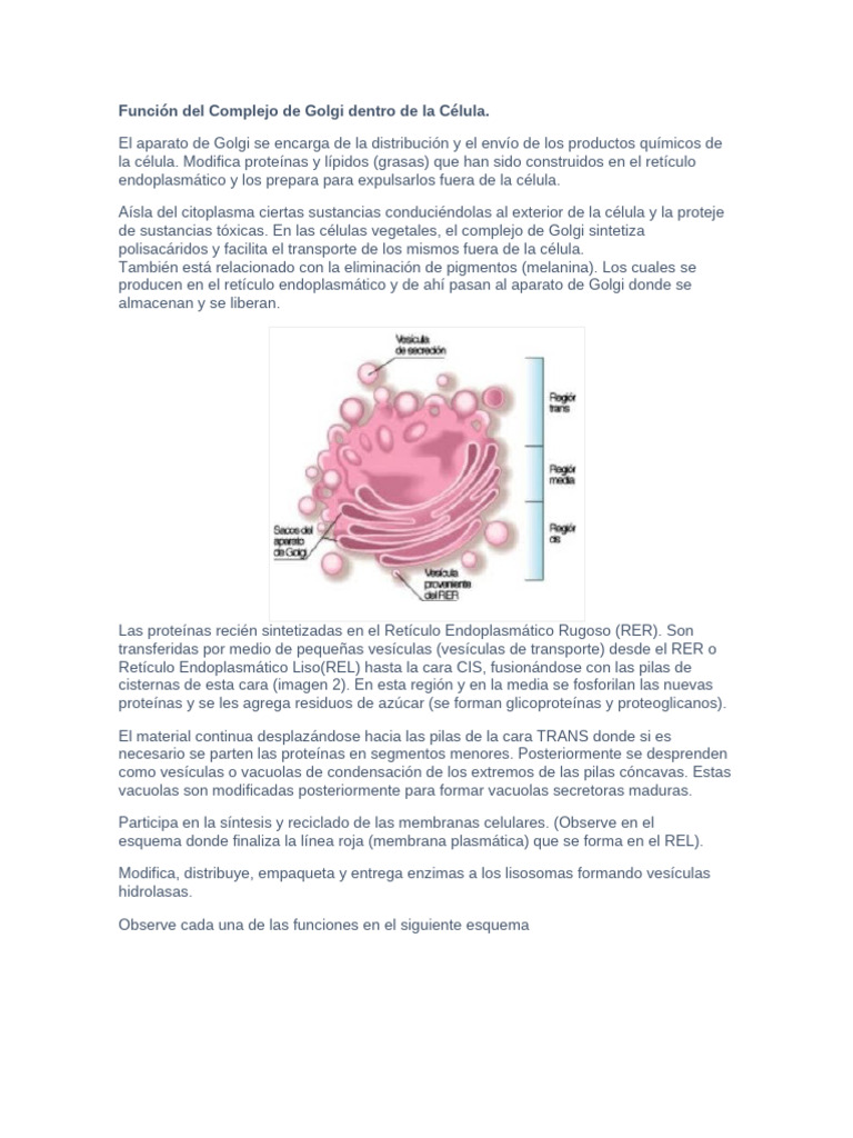Complejo de Golgi | PDF | Retículo endoplásmico | Biología