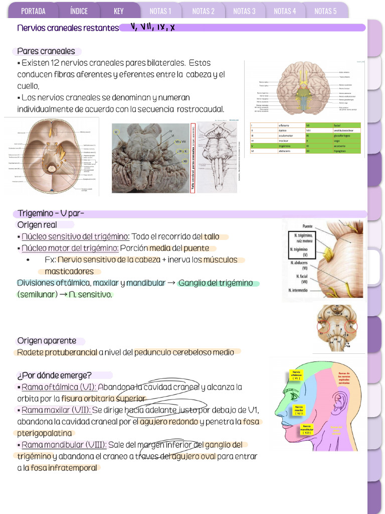 Nervios Craneales Pt2 | PDF | Nervio vago | Cabeza y cuello humanos