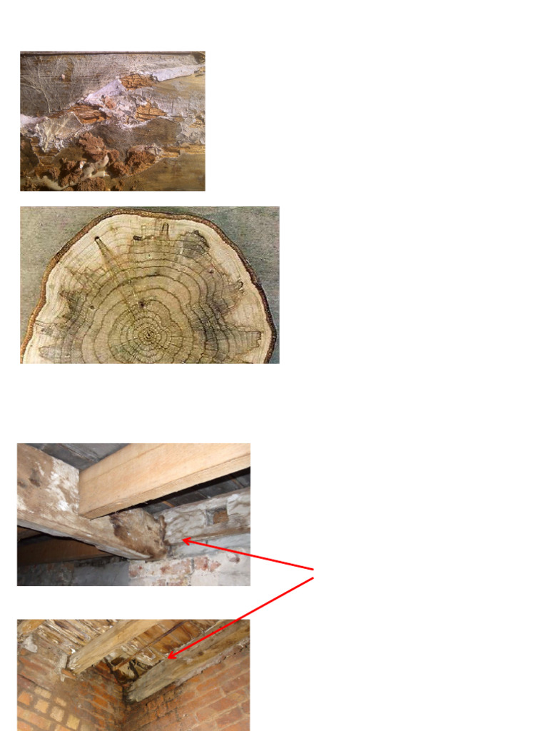 1.1.4.4 Timber Defects - Fungal | PDF