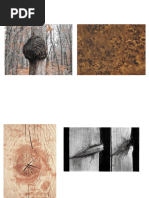 1.1.4.3 Timber Defects - Seasoning Handling | PDF