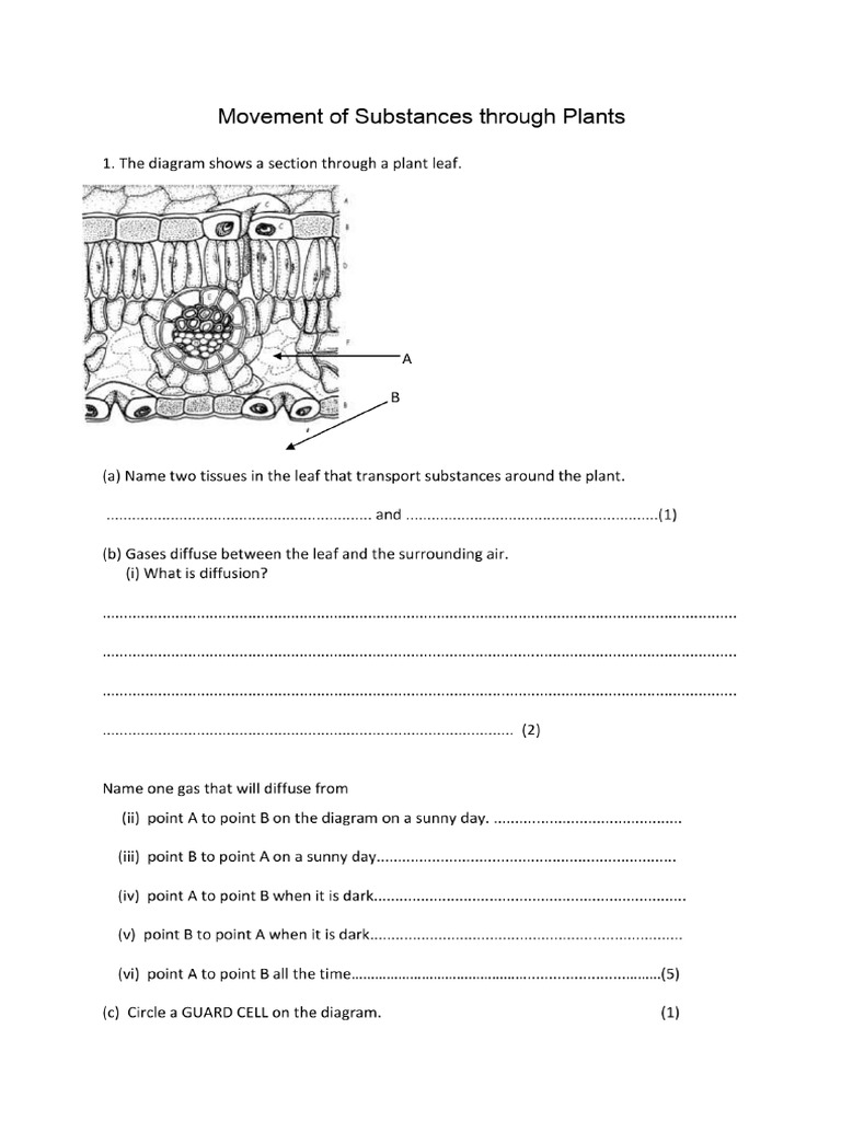 Plant Transport Worksheet - Xylem, Phloem, Diffusion | PDF