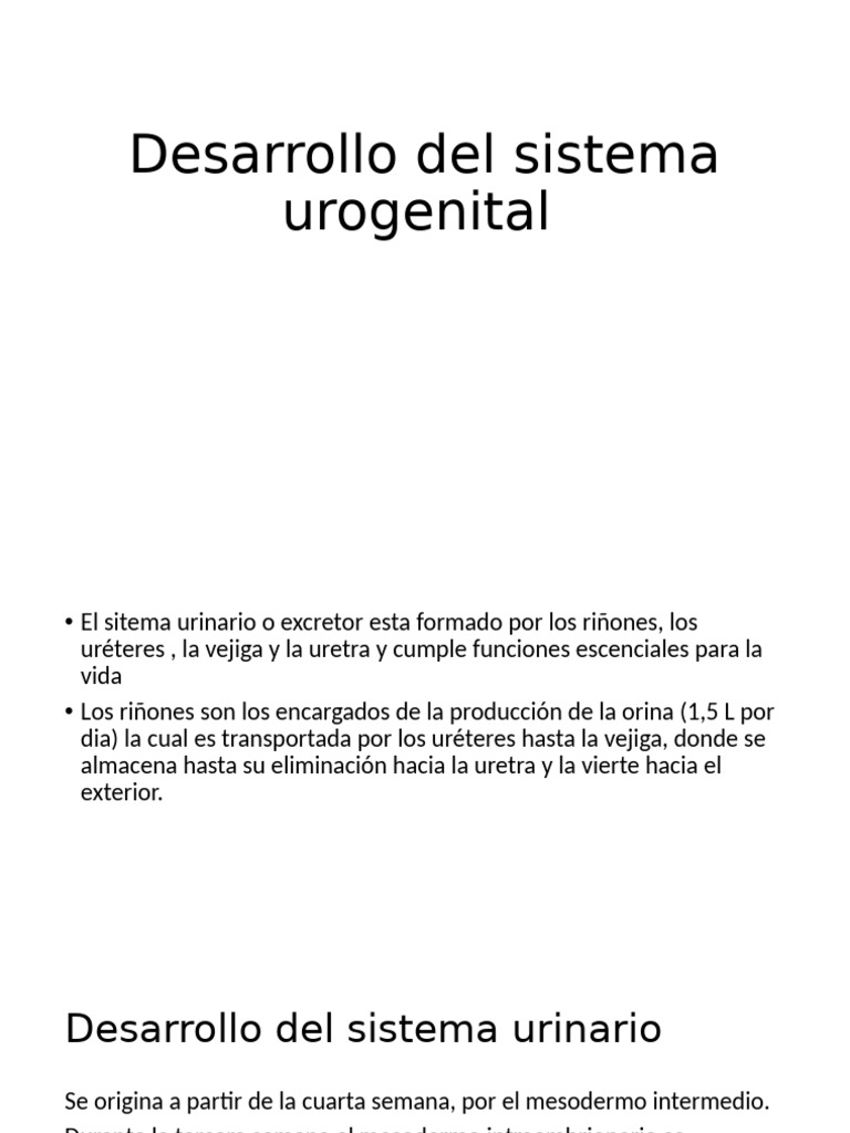 Desarrollo Del Sistema Urogenital | PDF | Riñón | Sistema urinario