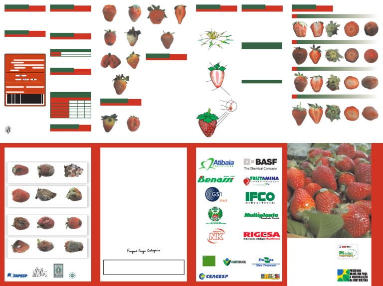 MORANGO | PDF | Morango | Agricultura