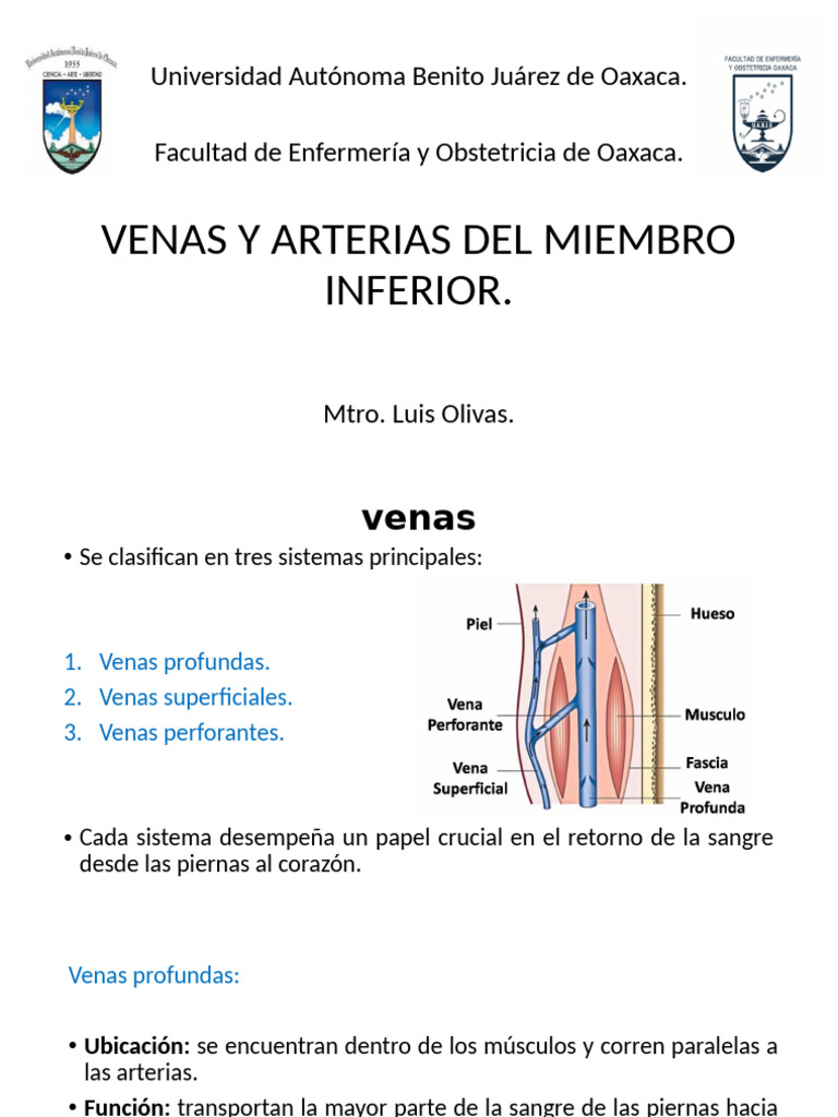 Venas y Arterias del Miembro Inferior | PDF | Vena | Anatomía del ...