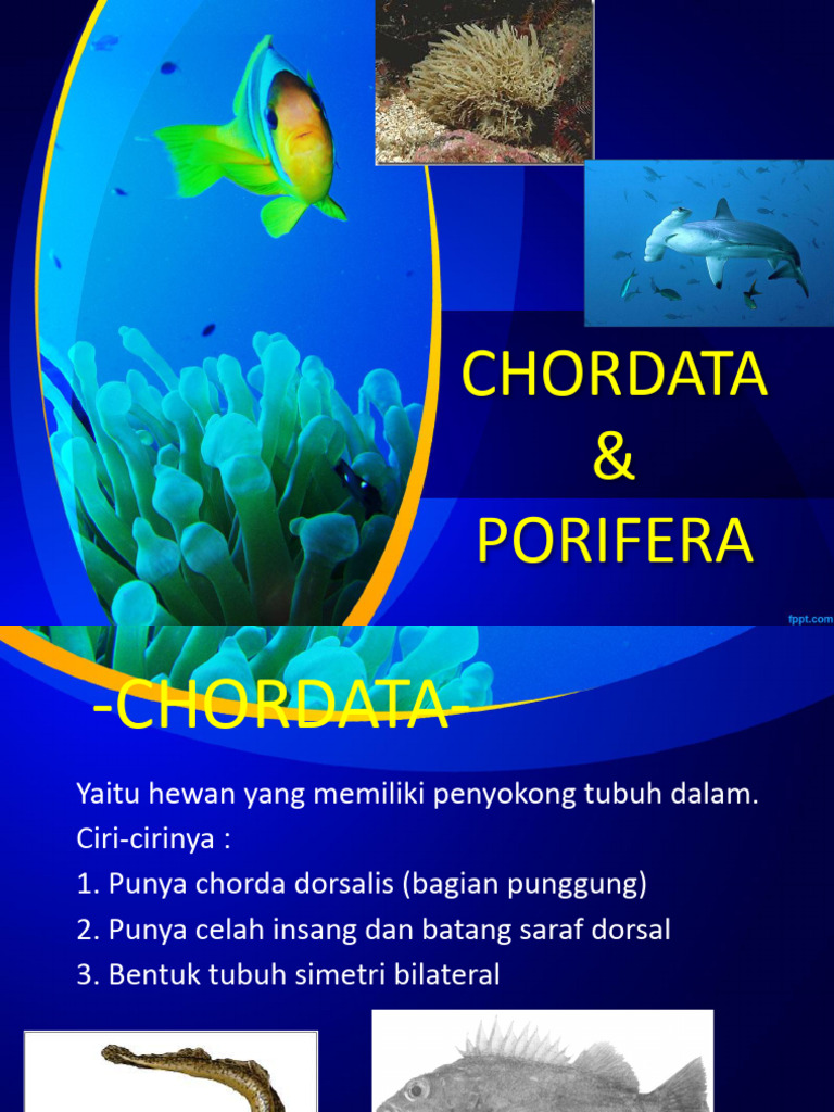 Chordata Dan Porifera | PDF