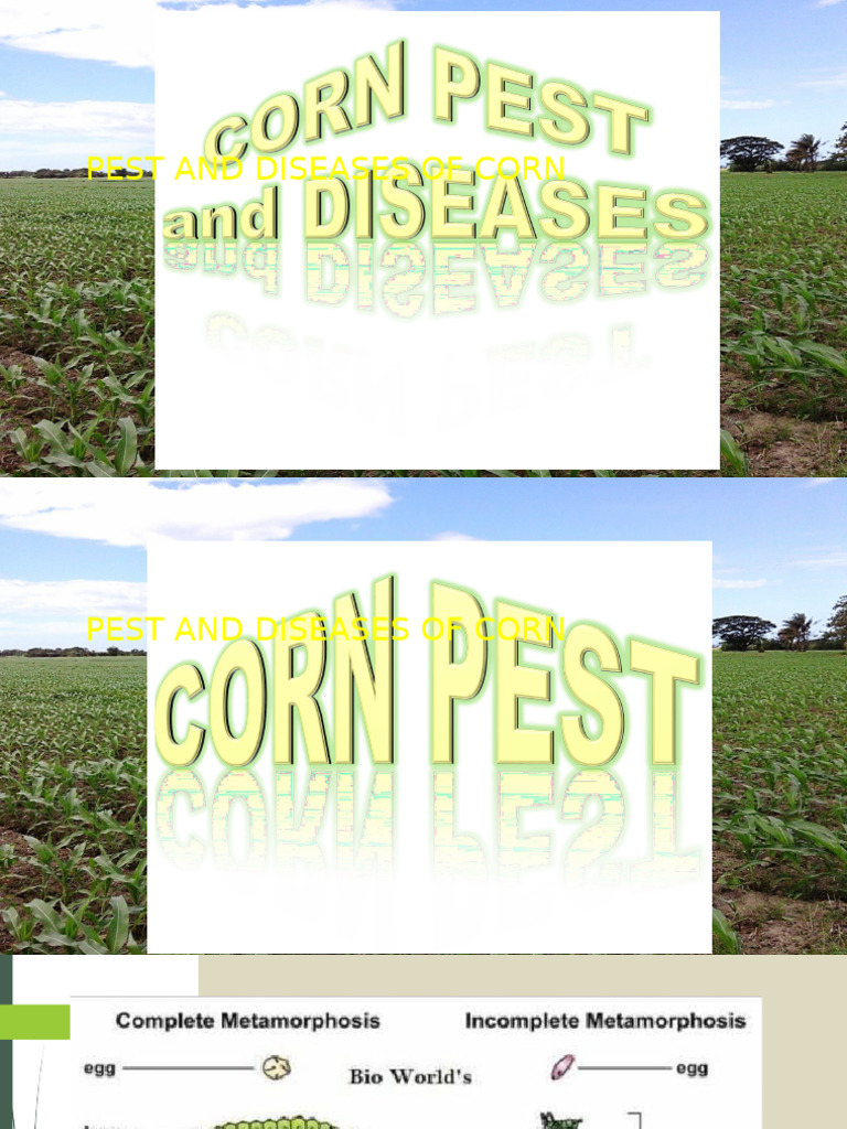 Corn Pest and Diseases (Tagalog) | PDF