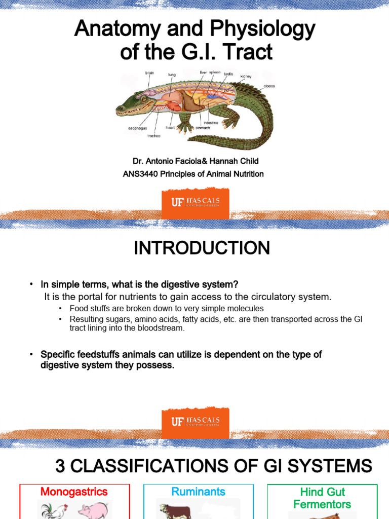 Anatomy Slides 2024 1 Slide Per Page | PDF | Gastrointestinal Tract ...