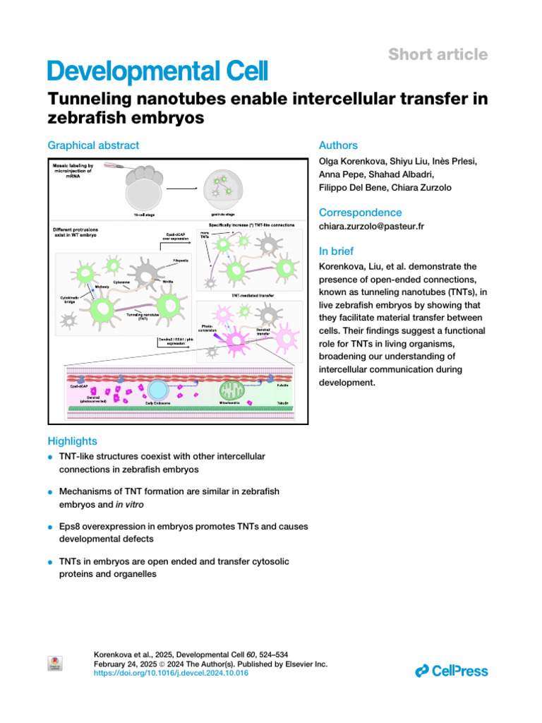 Korenkova Zurzolo TNT Invivo | PDF | Cell (Biology) | Actin