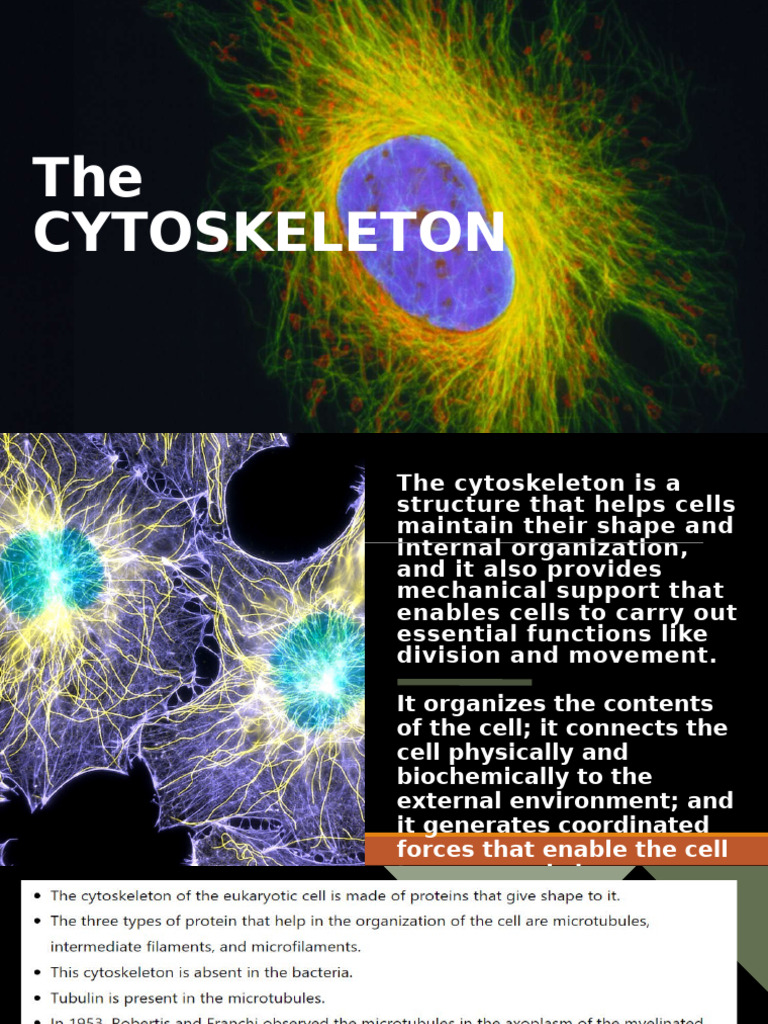 cytoskeleton-and-cell-motility | PDF | Cell (Biology) | Cytoskeleton