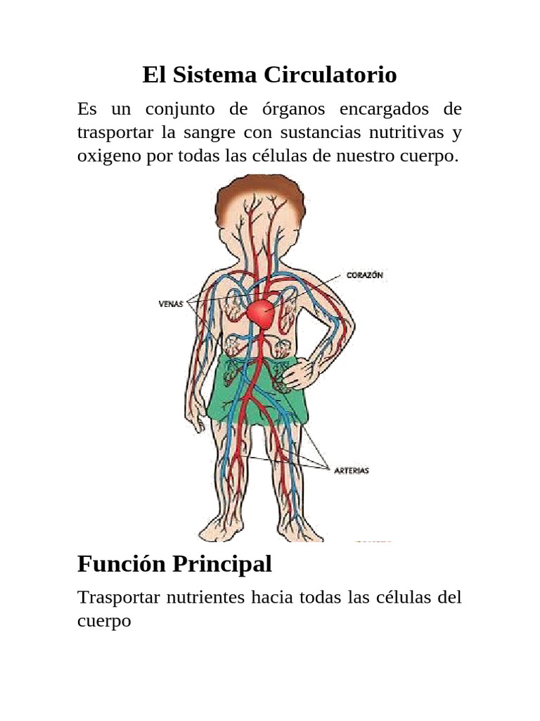 Exposición Del Sistema Circulatorio-2º de Primaria | PDF