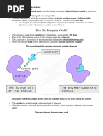 Pogil - 6 Enzymes and Cellular Regulation | PDF | Enzyme | Polymerase ...