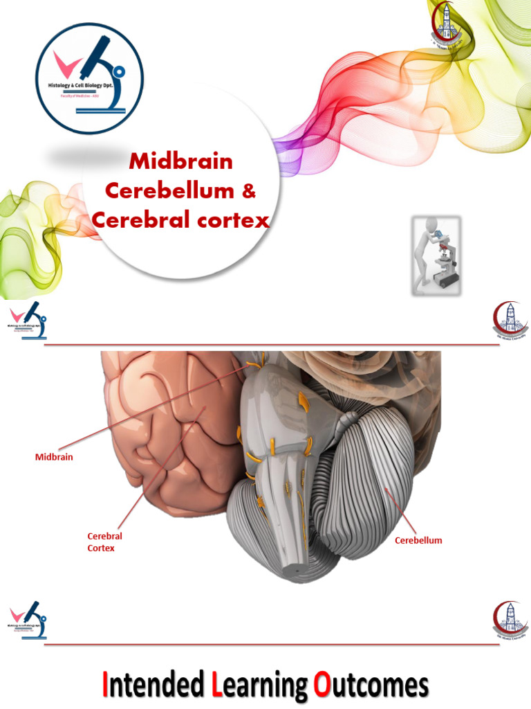 Midbrain, Cerebellum, and Cortex Overview | PDF | Cerebellum | Human ...