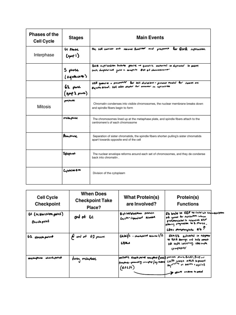 Cell Cycle Phases and Checkpoints | PDF | Chromosome | Molecular Biology