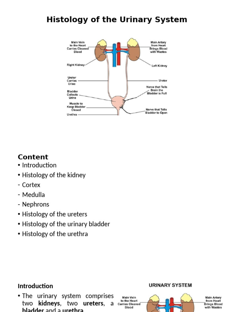 Kidney Histology: Principal & Intercalated Cells | PDF | Kidney | Anatomy