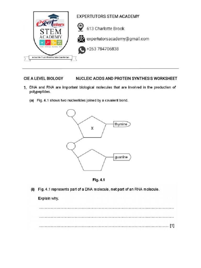 Cie A Level Biology Worksheet Chapter 6 | PDF