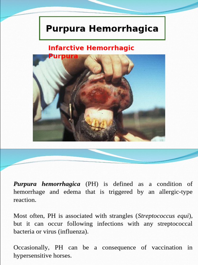 Equine Purpura Hemorrhagica Overview | PDF | Medical Specialties ...