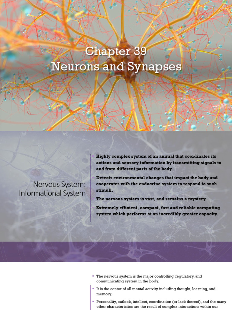 Chapter 39. Neurons and Synapses | PDF | Chemical Synapse | Synapse