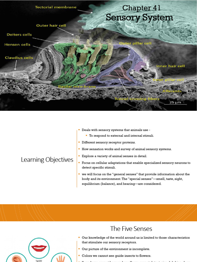 Overview of Animal Sensory Systems | PDF | Senses | Stimulus (Physiology)