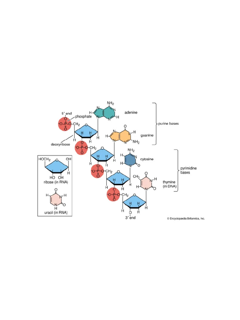 Nucleic acid _ Definition, Function, Structure, & Types _ Britannica | PDF