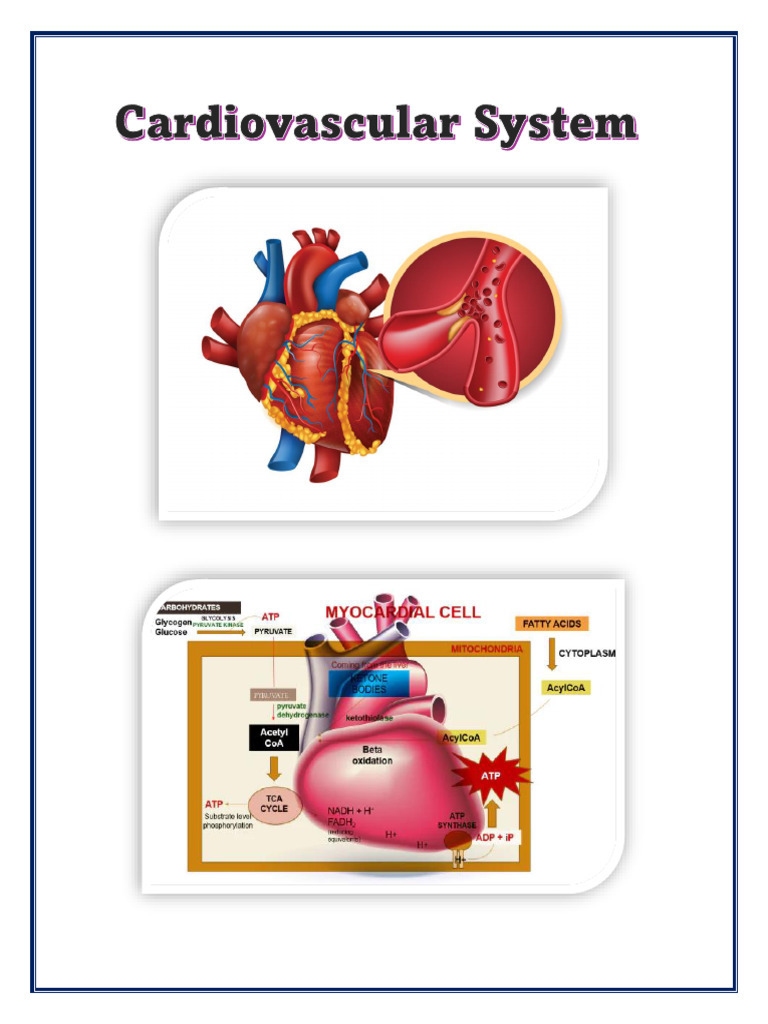 Biochemistry Practice Questions Second Year CVS | PDF | Cholesterol | Lipid