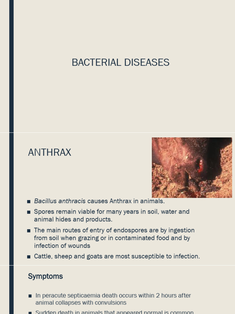 Bacterial Diseases in Cattle Overview | PDF | Medical Specialties ...