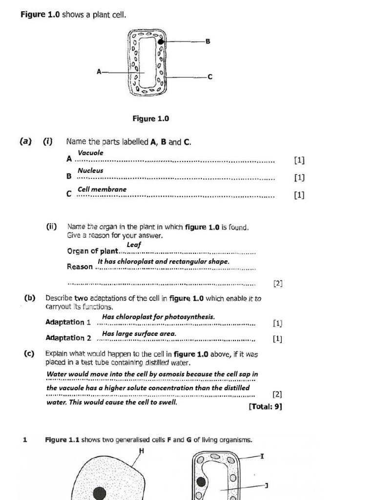 2025 Biology 2 | PDF