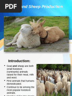 All About Sheep | PDF