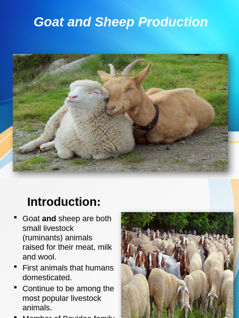 Goat and Sheep Production | PDF | Sheep | Goat