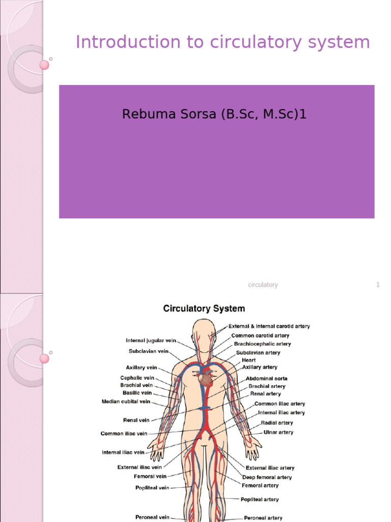 Anatomy of Circulatory System | PDF | Heart Valve | Aorta