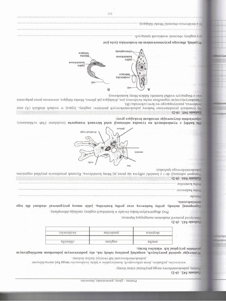 Protista (W) | PDF