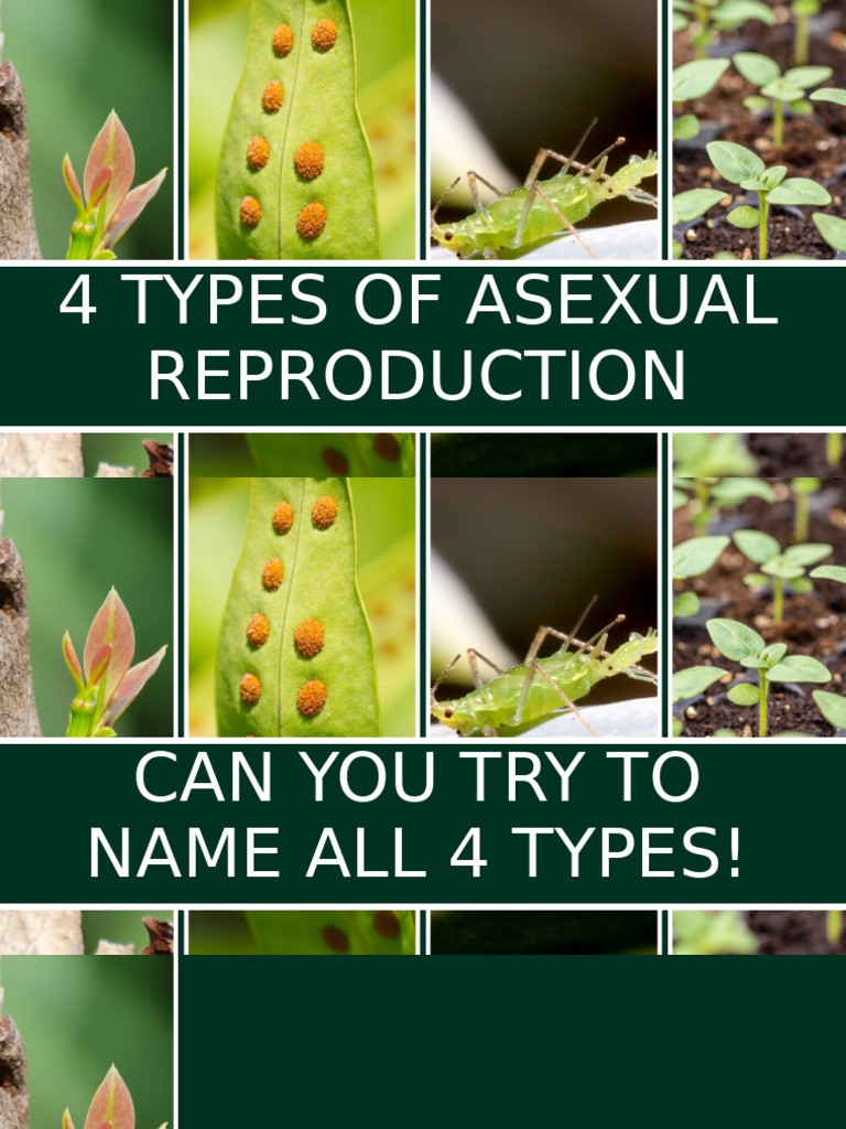 Four Types of Asexual Reproduction | PDF | Reproduction | Sexual ...