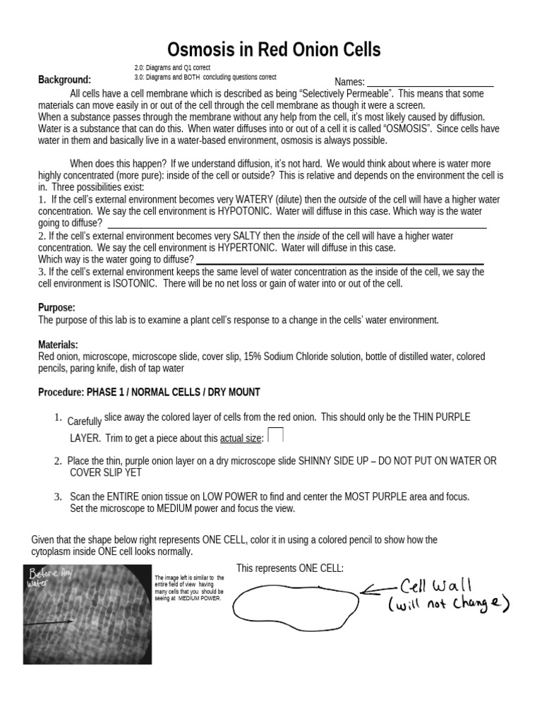 osmosis_red_onion_cells | PDF | Osmosis | Biology