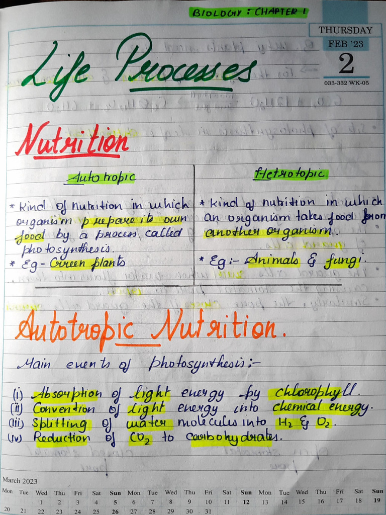 Life Processes Handwritten Notes | PDF | Biology | Tissue (Biology)