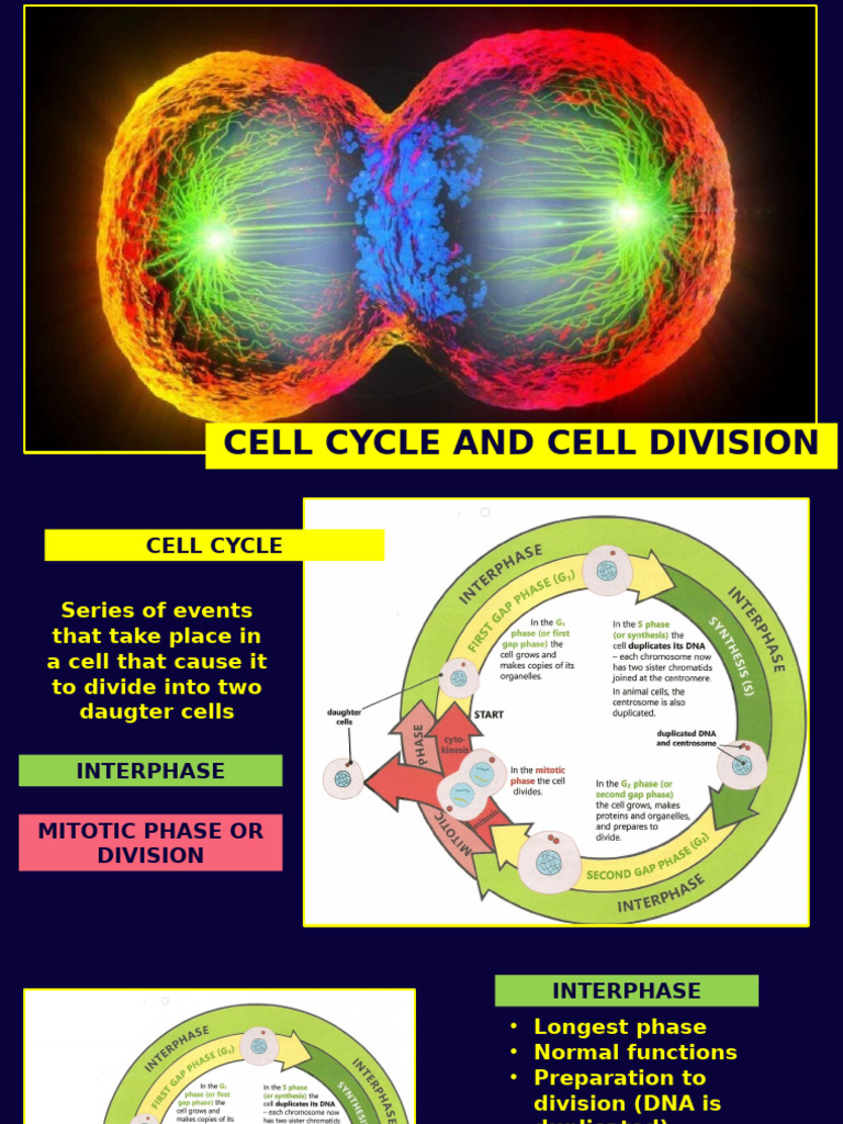 Cell Cycle and Division Explained | PDF | Mitosis | Meiosis
