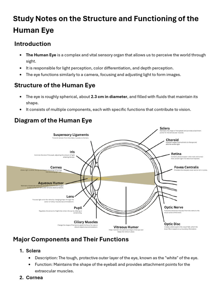 Human Eye Structure and Function Guide | PDF | Eye | Human Eye