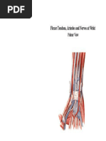 Palmar Aspect of The Hand (Anatomy) | PDF | Hand | Musculoskeletal System