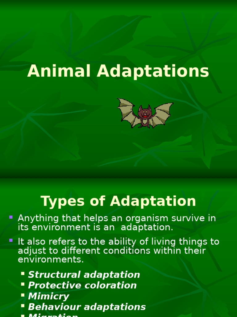 Animal Adaptations 1 | PDF