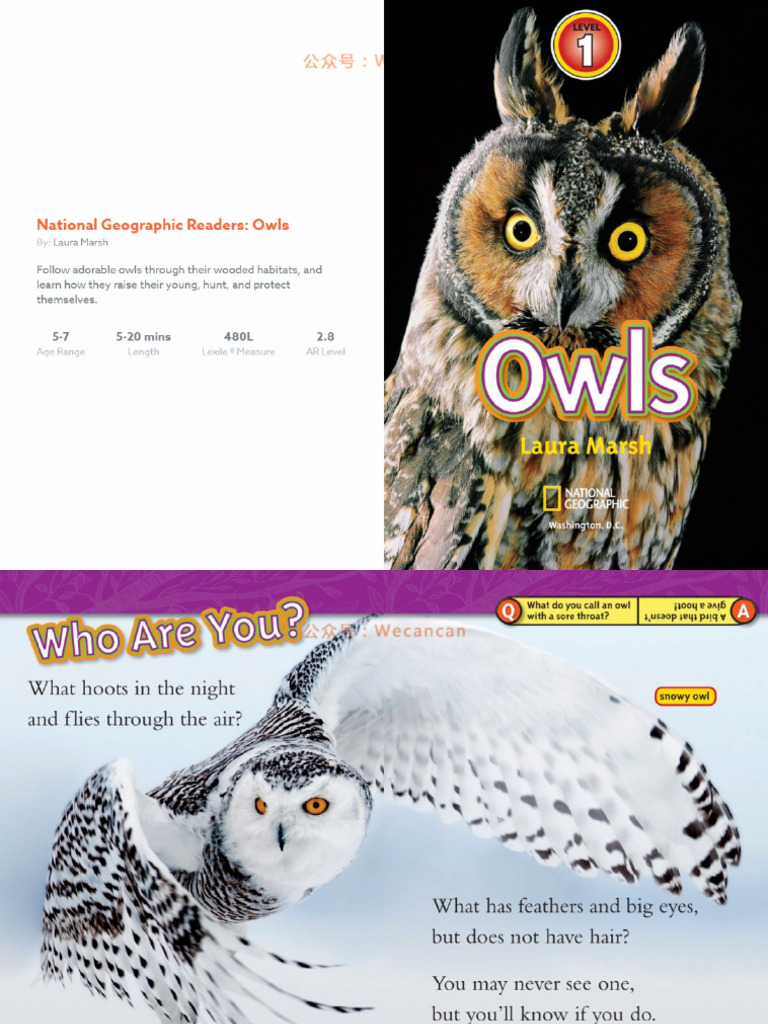 08 Owls | PDF