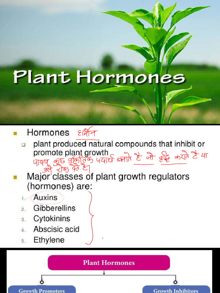 192) (Biology) (Botany) Botany 04 (Class Notes) | PDF