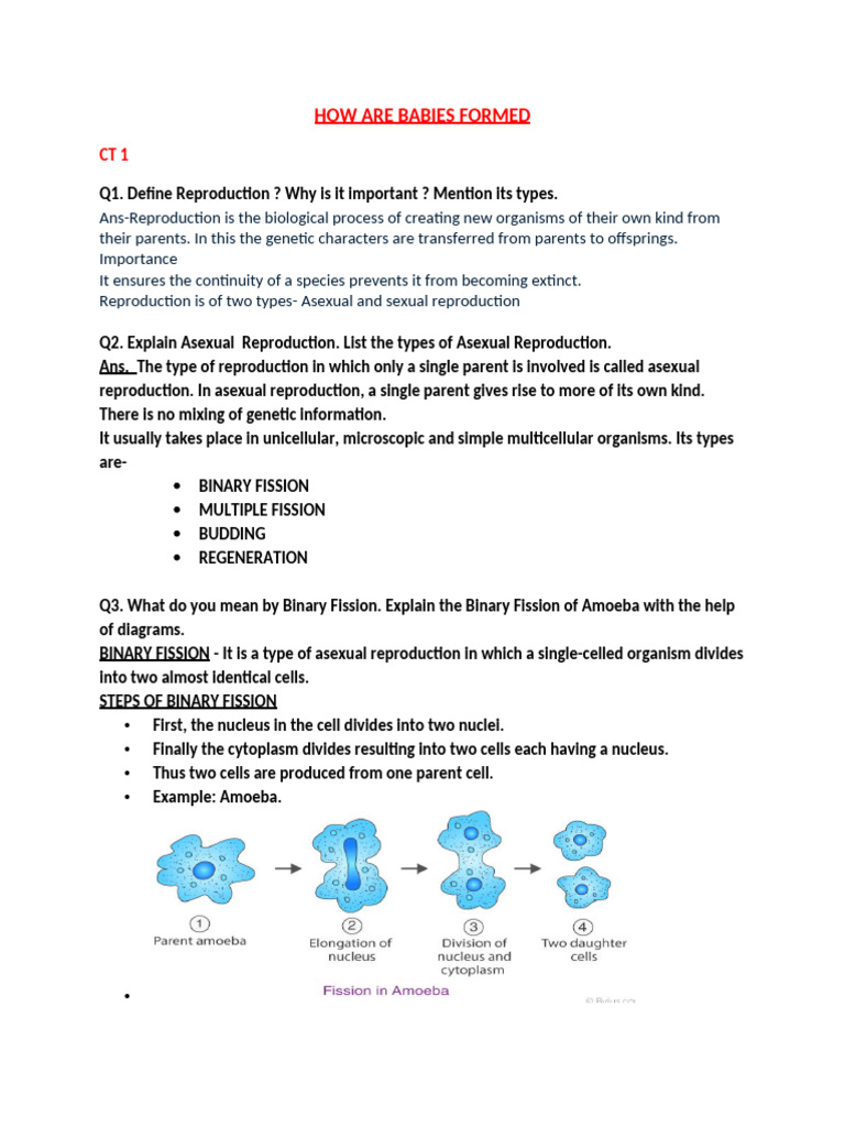 Understanding Baby Formation: Reproduction Types | PDF | Twin ...