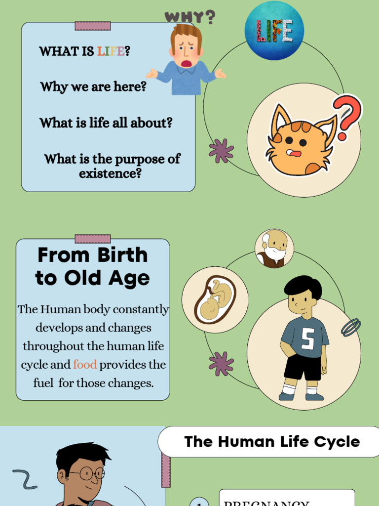 Understanding the Human Life Cycle | PDF | Adolescence | Infants