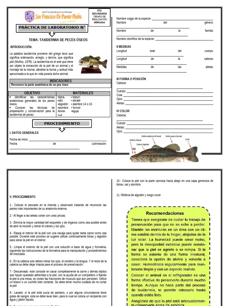 Taxidermia de Un Pez | PDF | Taxidermia | Zoología