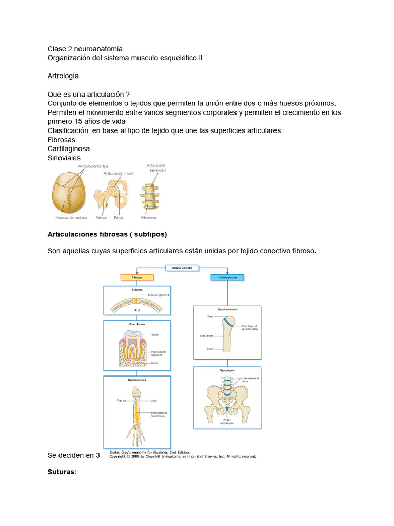 Ssss | PDF | Articulación | Músculo
