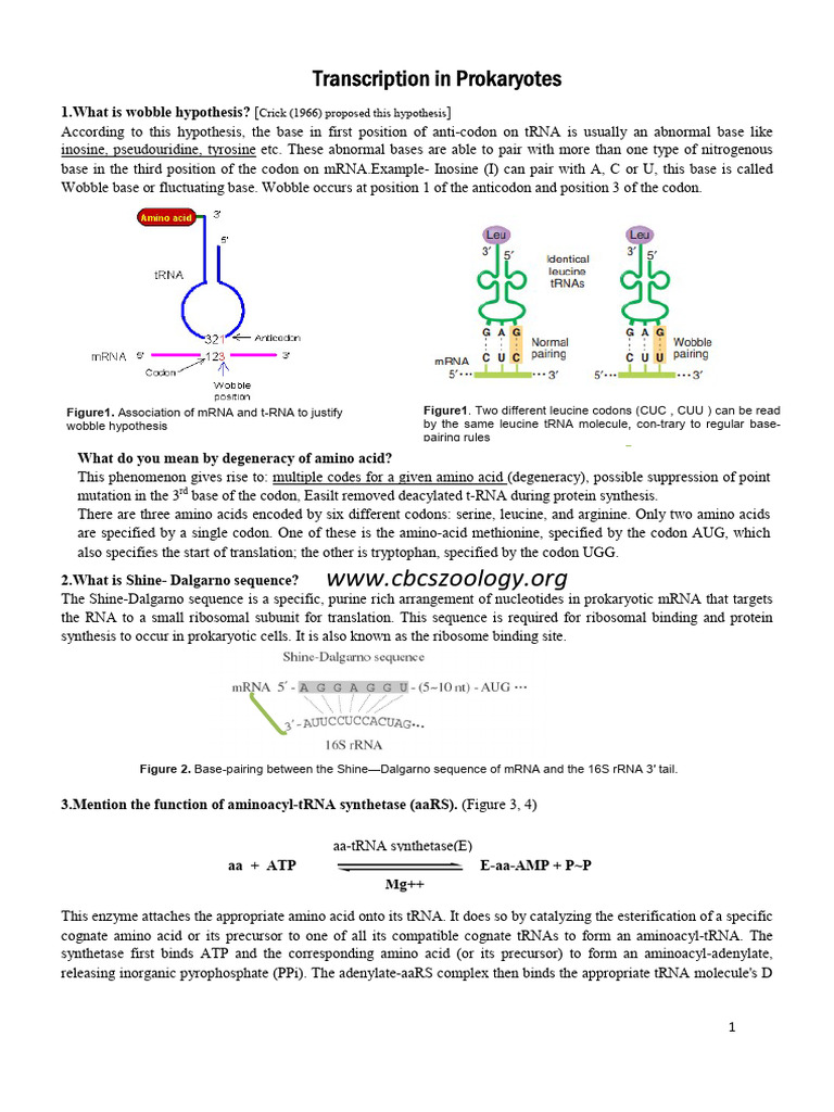 Wobble Hypothesis and Translation Basics | PDF | Translation (Biology ...