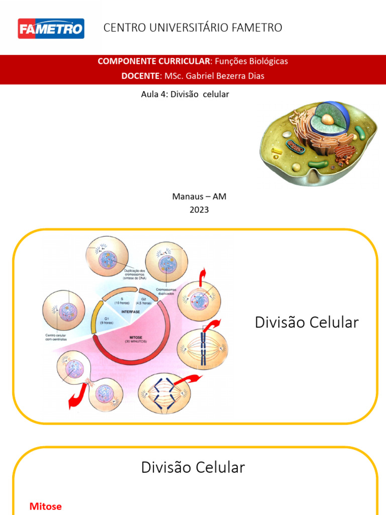 Aula 4 - Divisão Celular | PDF | Meiose | Mitose