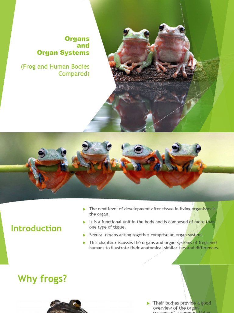 Frogs+and+Humans ORGANS+&+Organs+System | PDF | Human Digestive System ...