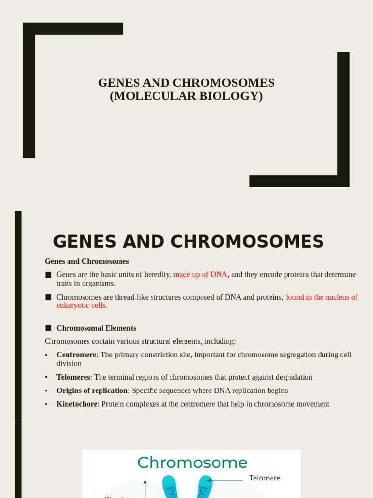 Genes and Chromosomes NEW | PDF | Dna Replication | Dna