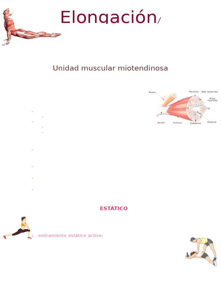 Estiramientos y Elongación Muscular | PDF