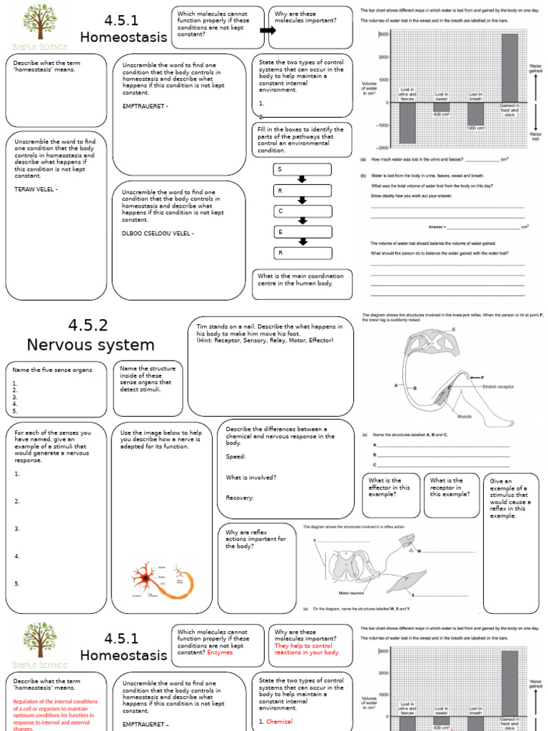 Understanding Homeostasis and Nervous Responses | PDF | Senses ...